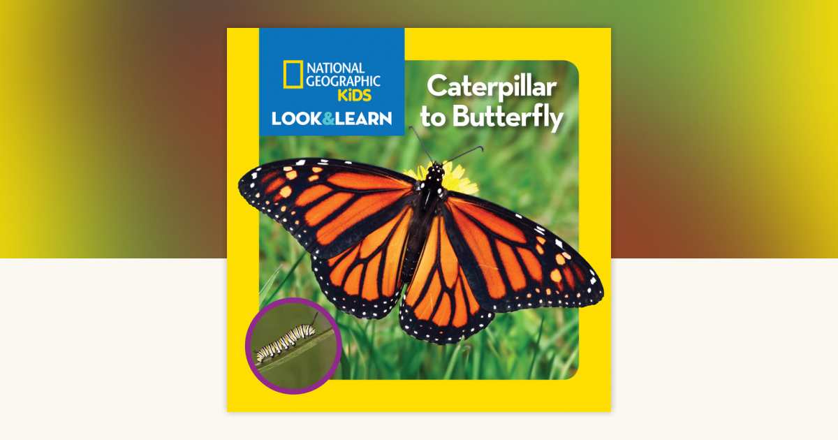 National Geographic Kids Look & Learn: Caterpillar to Butterfly by ...